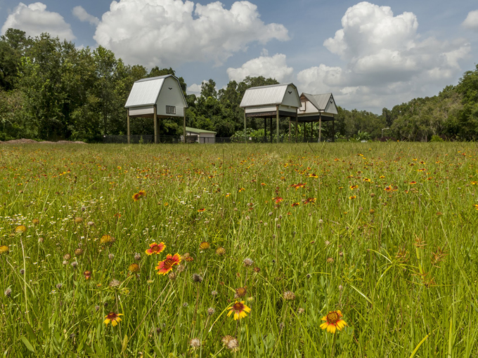 university of florida bat houses 1