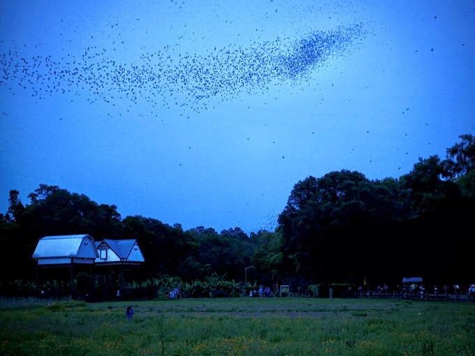 university of florida bat houses 3