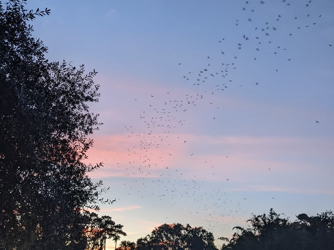 university of florida bat houses 4