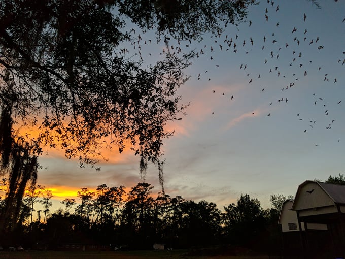 university of florida bat houses 5