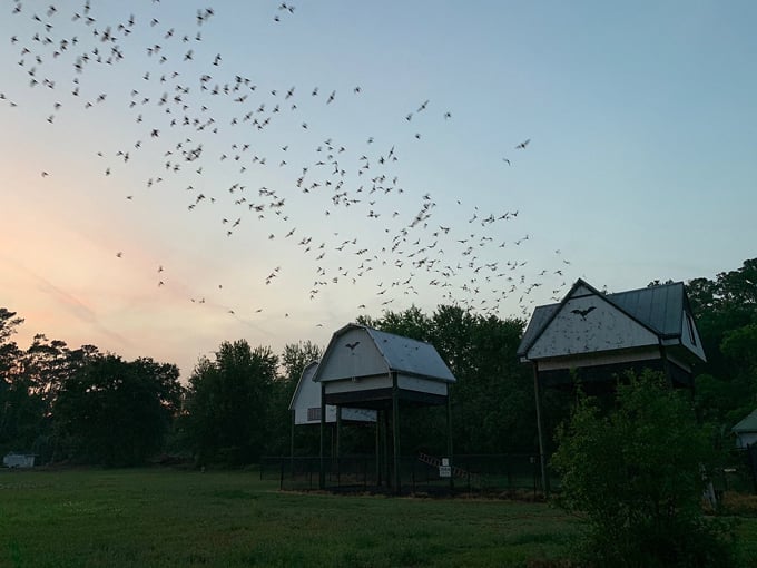 university of florida bat houses 9