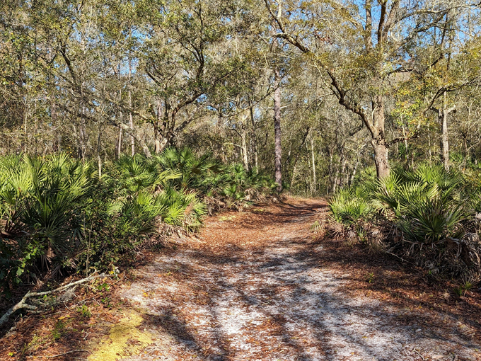 violet cury nature preserve 2