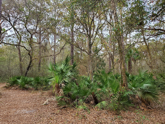 violet cury nature preserve 4