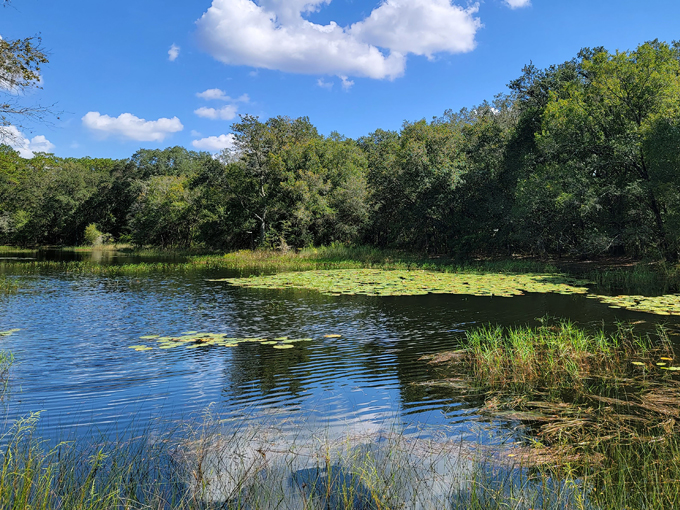 violet cury nature preserve 5