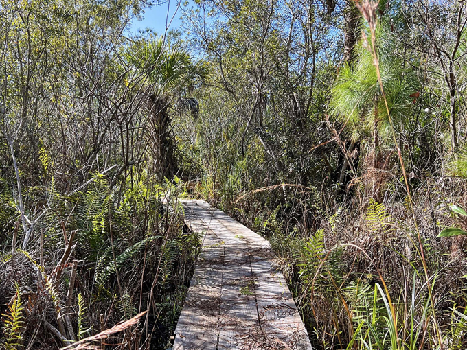violet cury nature preserve 8