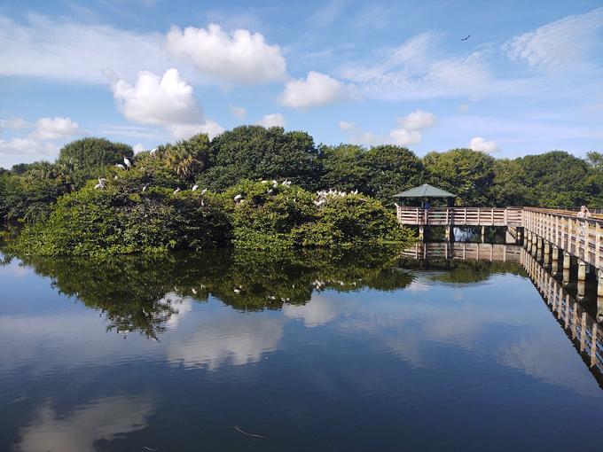 wakodahatchee wetlands 2