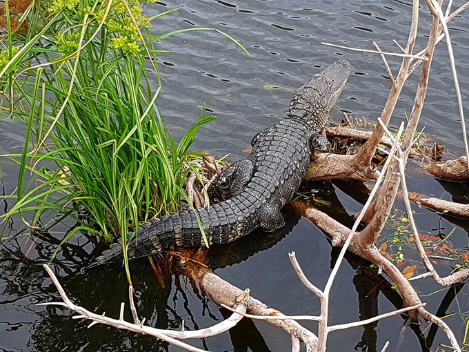 wakodahatchee wetlands 3