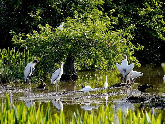 wakodahatchee wetlands 6