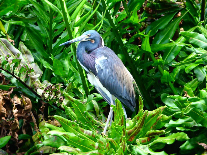wakodahatchee wetlands 7