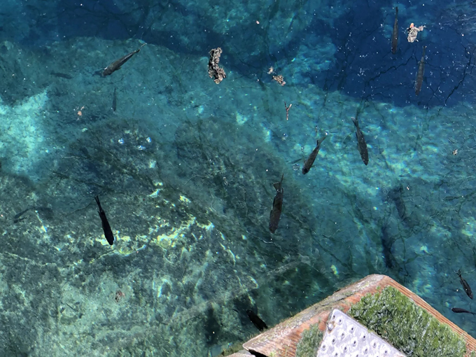 wes skiles peacock springs state park 4