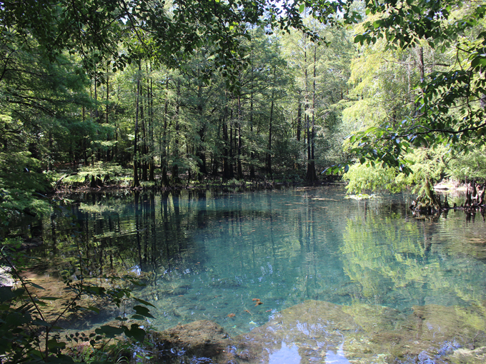 wes skiles peacock springs state park 8