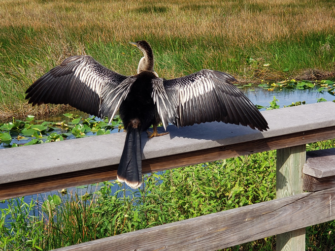 anhinga trail 3