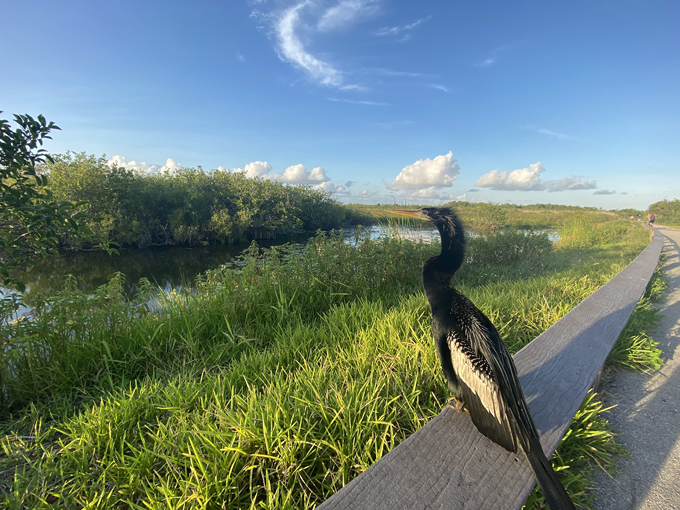 anhinga trail 6