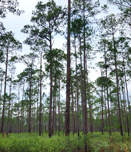 beautiful nature reserve florida ftr
