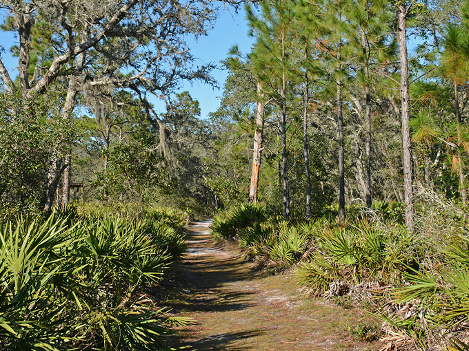 brooker creek headwaters nature preserve 4