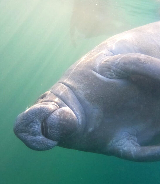 clear water manatees florida ftr