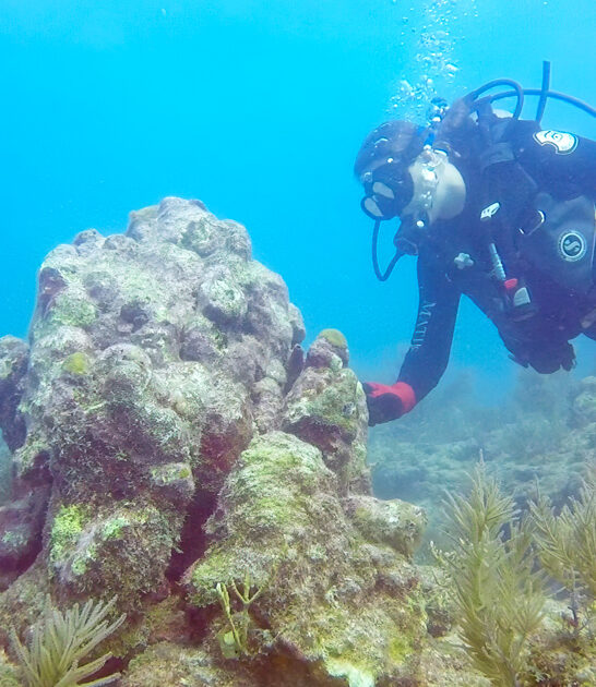 coral reef florida keys ftr