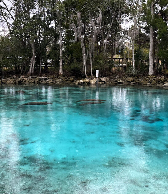 crystal springs spots florida ftr