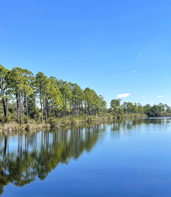 florida forest wild swampland ftr