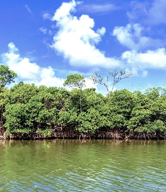 florida park mangrove tunnels ftr