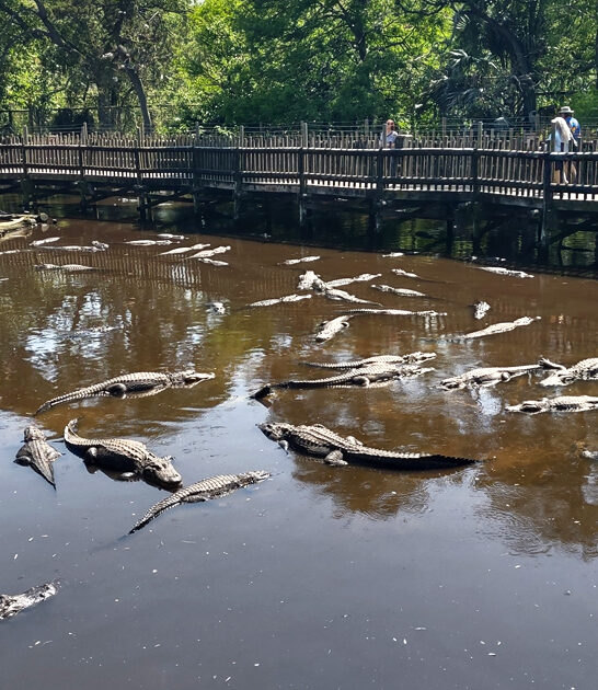 florida zoological park ftr