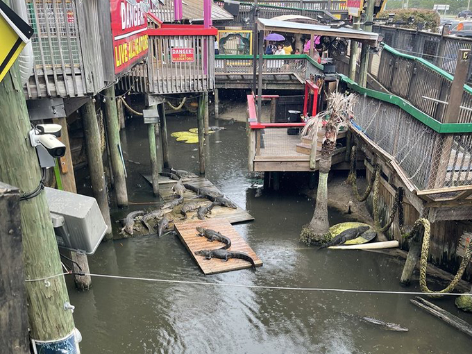 fudpuckers beachside bar grill 8 1