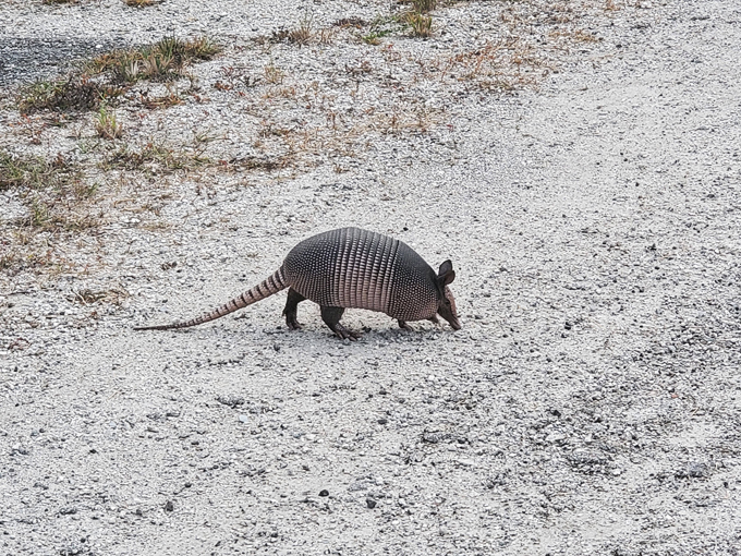 golden aster nature preserve 3