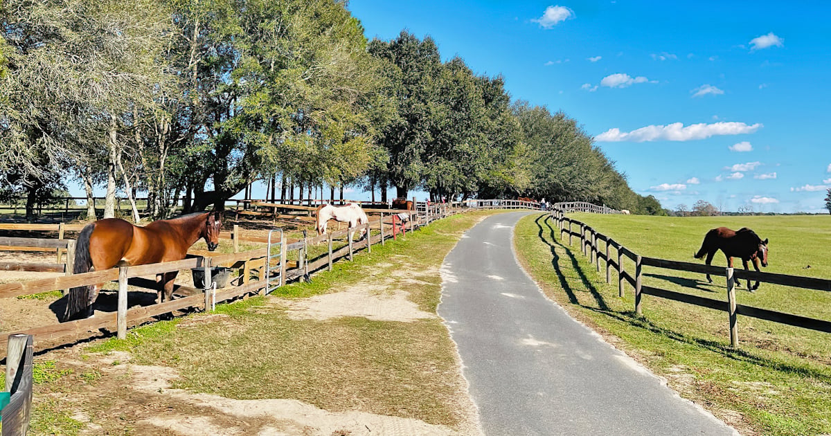 heartwarming animal sanctuary florida ftr