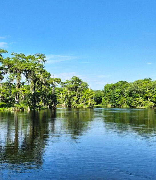 hidden springs wildlife florida ftr