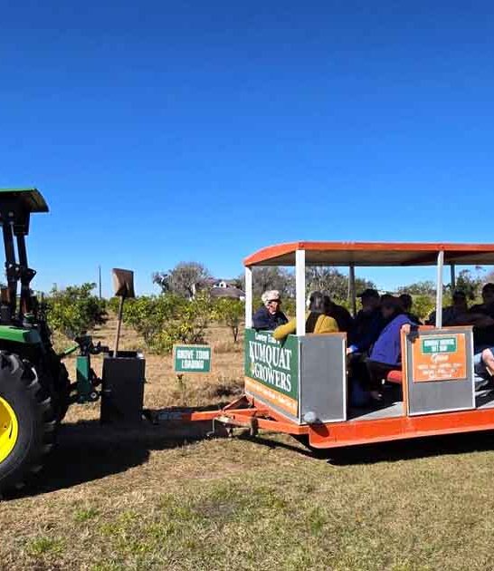 kumquat citrus grove florida ftr