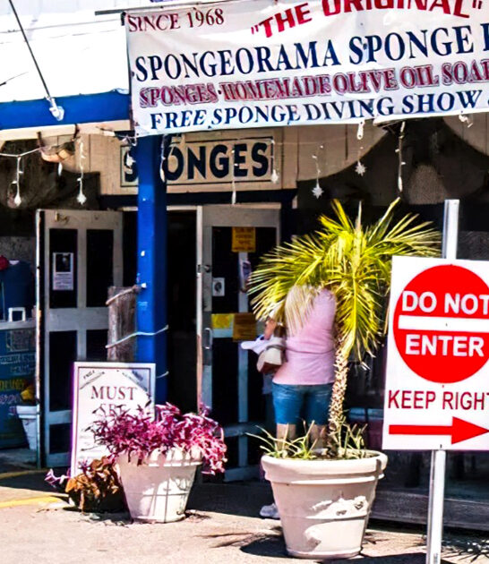 largest sponge selection florida ftr