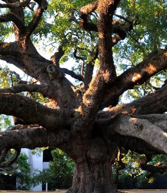 majestic oak florida ftr