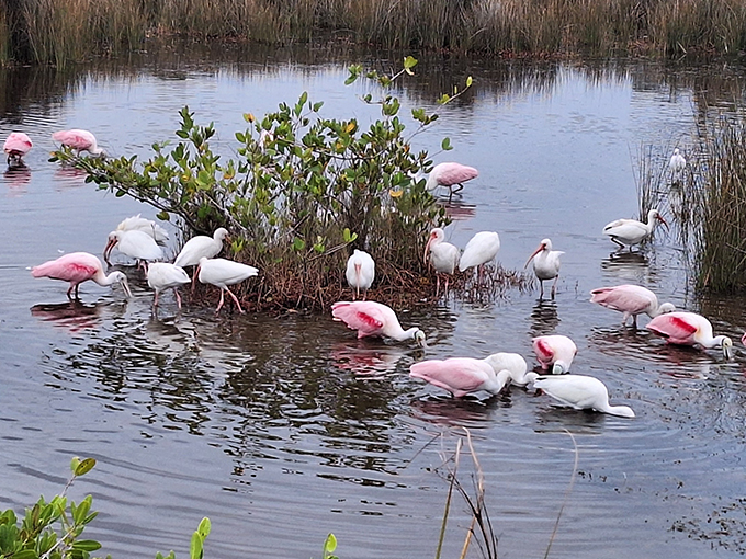 merritt island national wildlife refuge 7