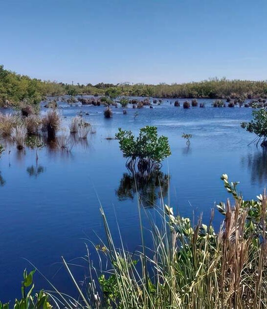national refuge mangroves florida ftr