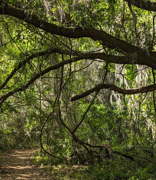 secret florida park birds ftr