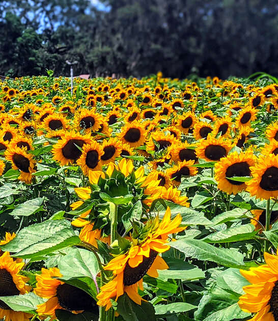 sunflower farm florida ftr