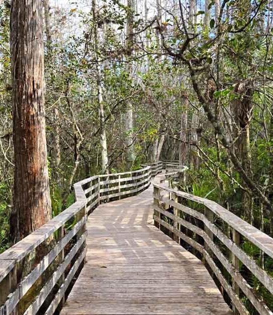 swamp sanctuary florida ftr