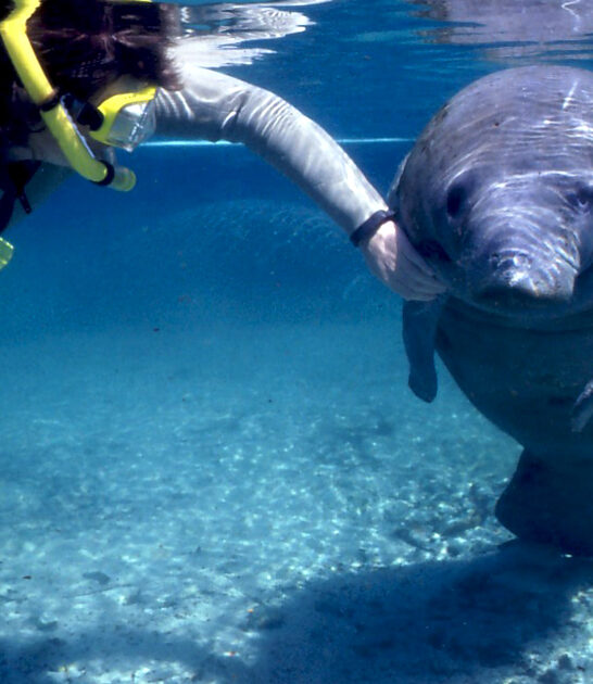 top snorkeling tours florida ftr