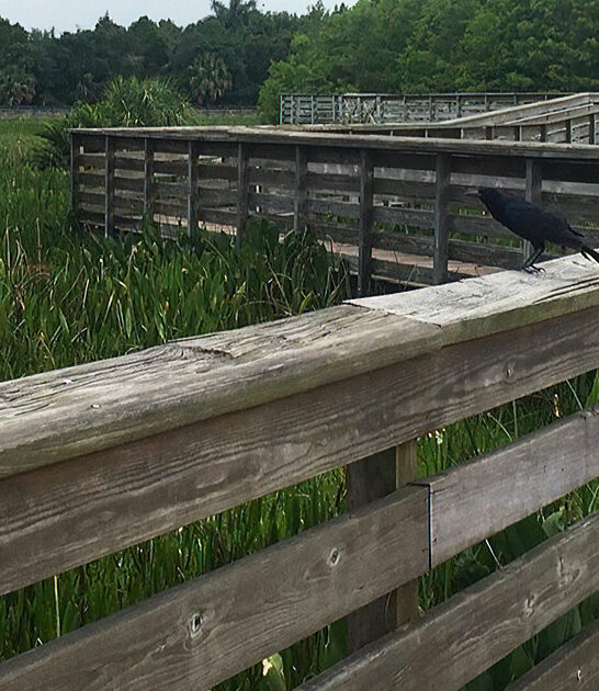 tranquil nature center florida ftr