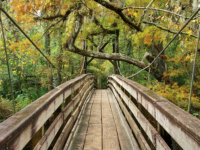 Nature's perfect walkway: wooden planks suspended between ancient trees, inviting adventurers into a world where time slows and worries fade away.