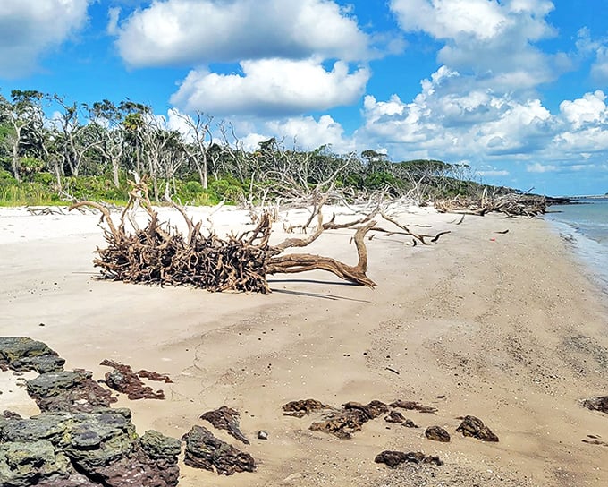 Nature's graveyard meets artistic masterpiece at Big Talbot Island's famous Boneyard Beach, where fallen trees become sculptural wonders.