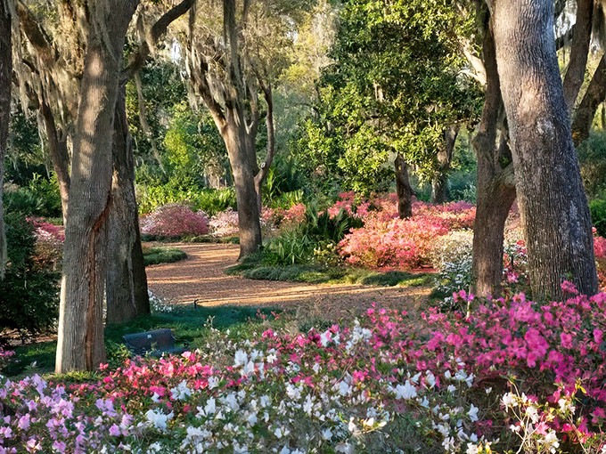 A symphony of azaleas and ancient oaks creates nature's perfect walkway &ndash; like strolling through a living Monet painting.