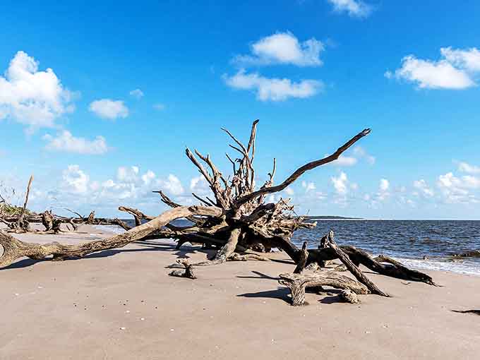 Nature's sculpture garden comes alive at Boneyard Beach, where fallen giants create an otherworldly coastal landscape.