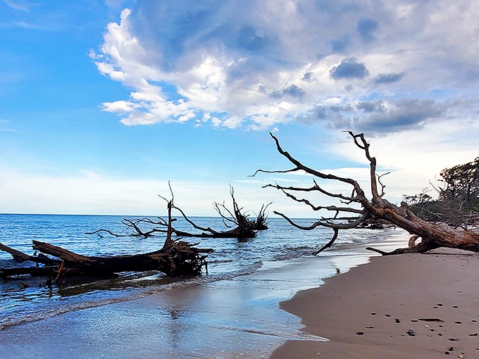Nature's graveyard meets artistic masterpiece at Boneyard Beach, where bleached driftwood creates an otherworldly landscape against the Atlantic's blue canvas.