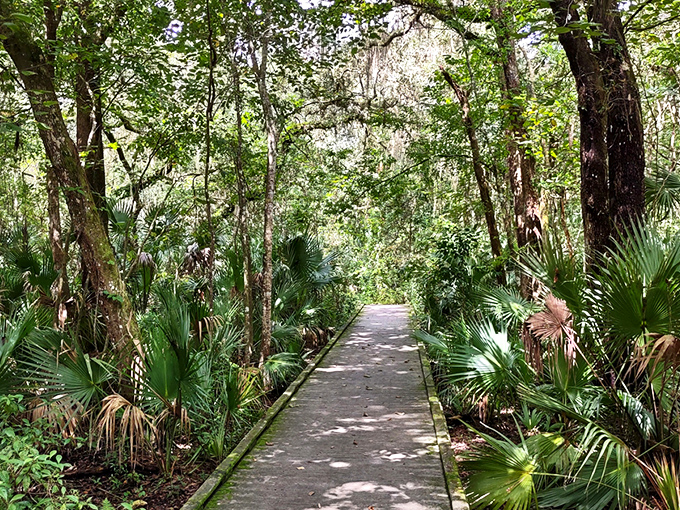 Step onto this quiet boardwalk and into a wilderness that grows by its own rules, where every rustling leaf feels like Florida letting you in on a secret.