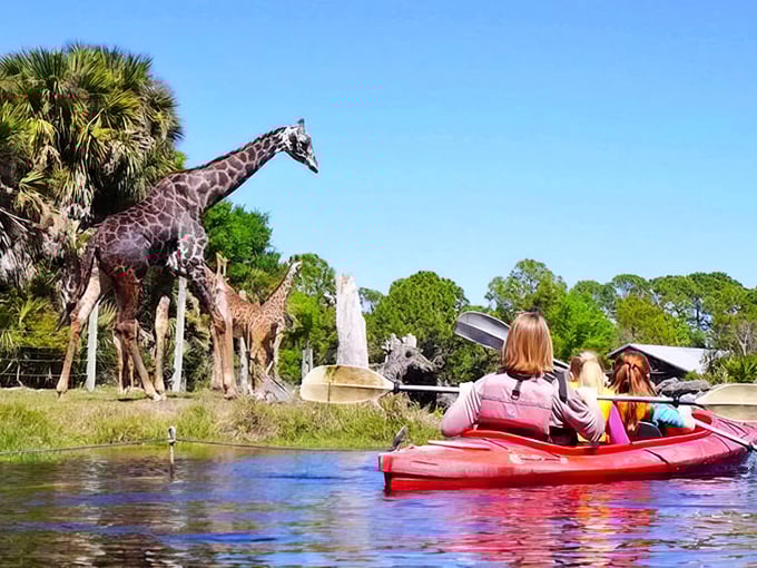 Paddle into wonder: Kayakers glide past towering giraffes at Brevard Zoo, creating a safari experience unlike any other in Florida.