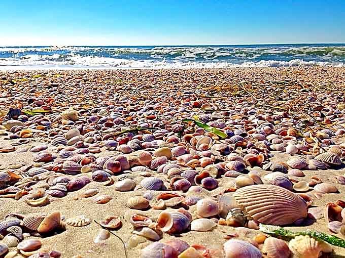 Nature's mosaic: Thousands of seashells carpet Caladesi's shoreline, creating a treasure hunter's paradise where every step reveals new oceanic jewels.