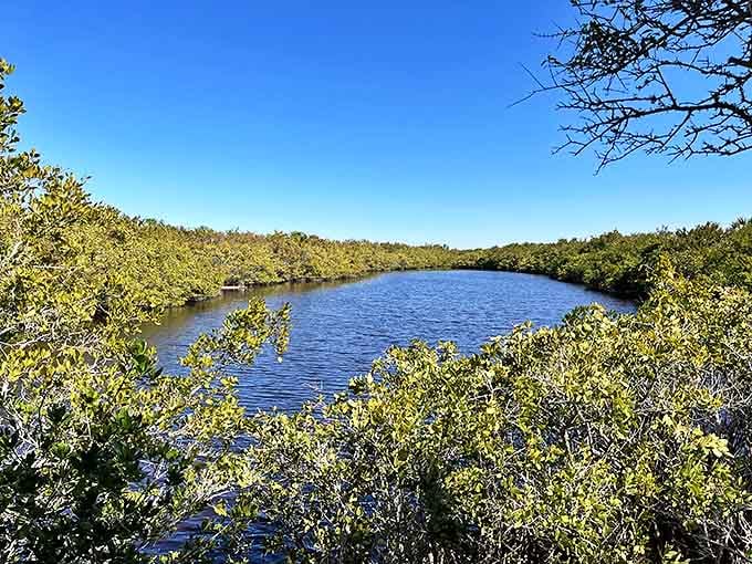 Nature's mosaic: Thousands of seashells carpet Caladesi's shoreline, creating a treasure hunter's paradise where every step reveals new oceanic jewels.