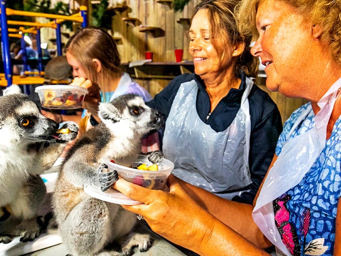 Lemurs eagerly enjoy fruit cups from visitors' hands, their expressive eyes and nimble fingers creating an unforgettable connection across species.