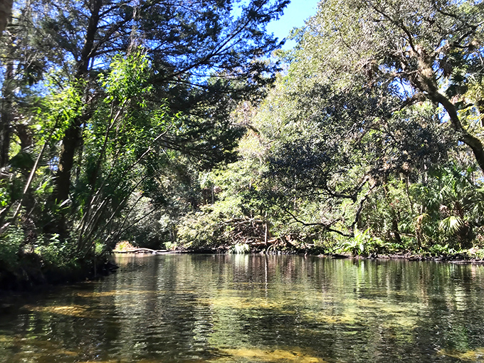 The Chassahowitzka River's crystal waters create a mirror-like surface, reflecting the lush canopy above like nature's own Instagram filter.